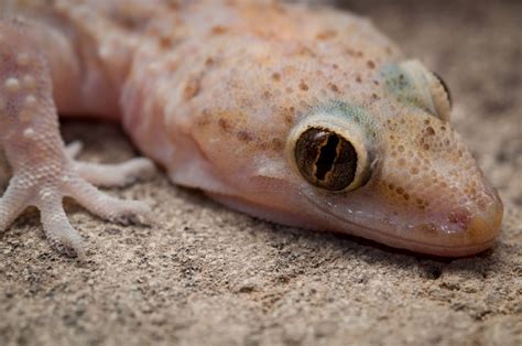 Image result for Lizard Face