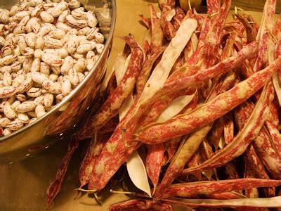 Image result for October Beans