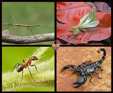 Image result for All Insects