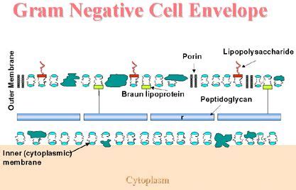 Image result for Cell Envelope and Its Modifications