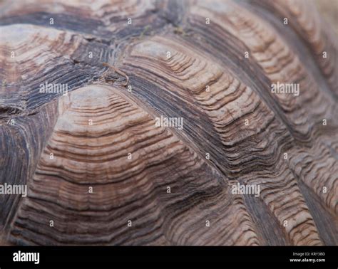Image result for Make a Turtle Shell