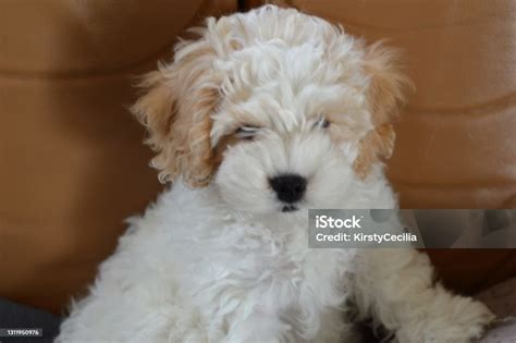 Image result for Cavapoochon Puppy