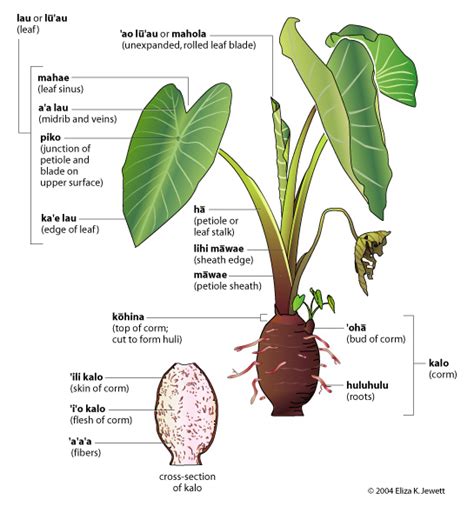 Image result for Different Types of Taro Root