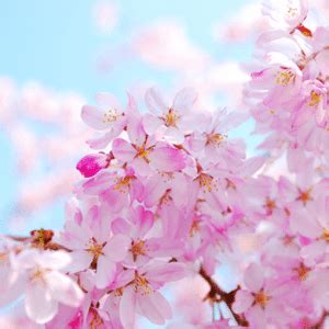 Image result for How Do You Use the Tapping Solution to Help Others