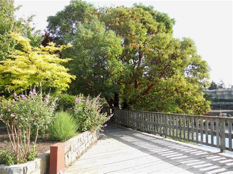 Image result for Fever Tree Salt Spring Island