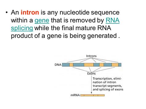 Image result for Intron