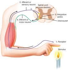 Image result for Reflex Animation