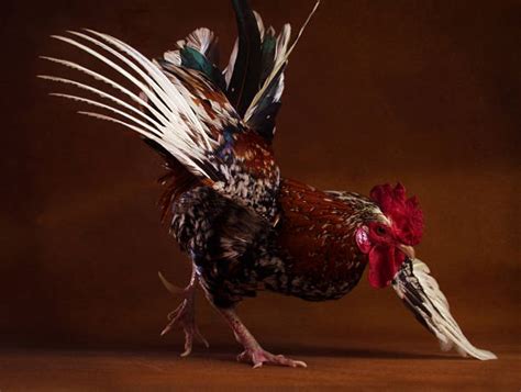 Image result for Spring Chicken Dance