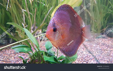 Beautiful Red Discus Fish Planted Tank Stock Photo 1974846842 ...