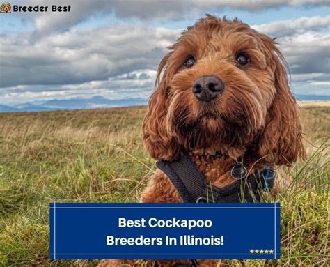 Image result for Cockapoo Breeders