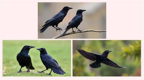 Crow vs Raven: Key Differences, Identification with Images