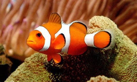 Image result for Finding Nemo Light Fish