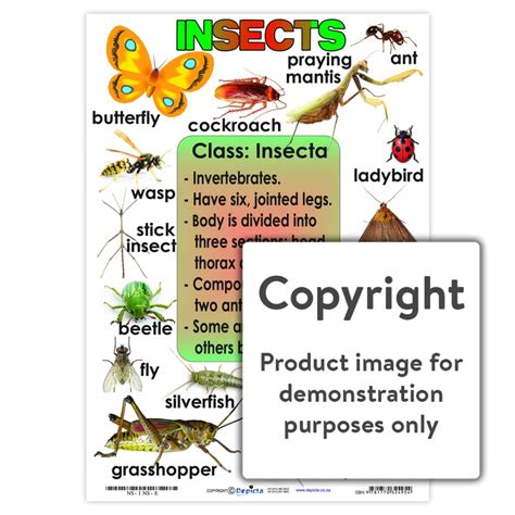 Insects Chart - Play School Room CC