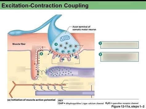 Image result for Action Potential Muscle Contraction