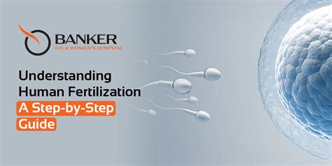 Image result for Human Fertilization Explained