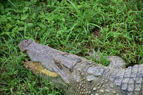 Image result for Lizard Side View