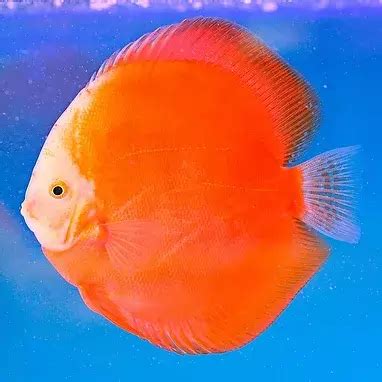 Image result for Discus Colors