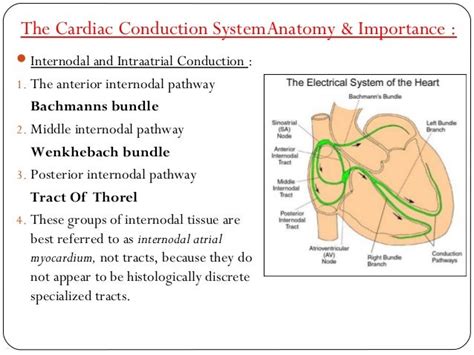 Image result for Cardiac Internodal Pathways
