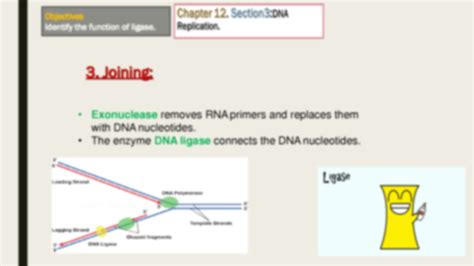 Image result for Life Science Grade 12 DNA Replication