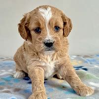 P and K Puppies | Golden Cavapoo Puppies For Sale | Bluffton Indiana