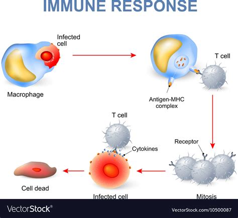 Image result for Humoral Immunity Complement System
