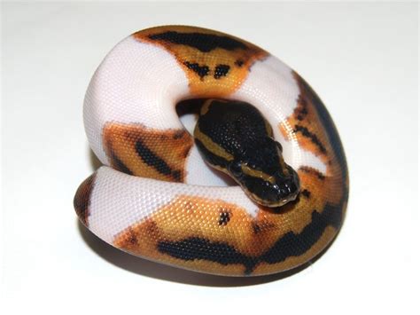 Piebald Python