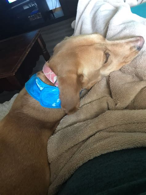 Image result for Dogs Back Legs Shake