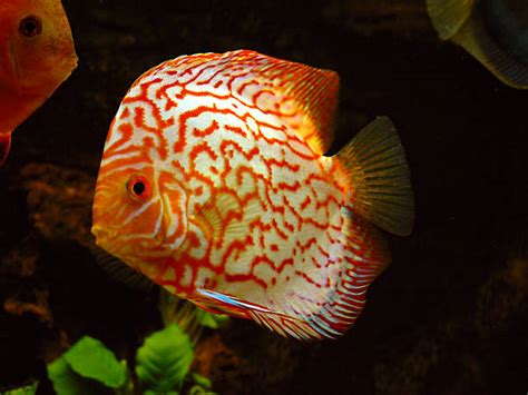 Image result for Golden Discus Fish