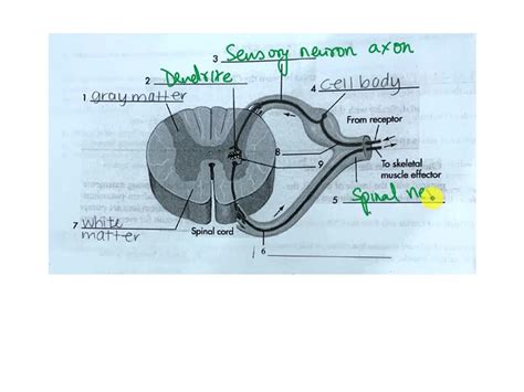 Image result for Components of Reflex Arc