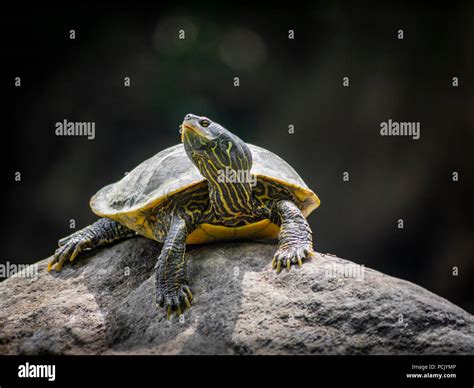 Image result for Northern Map Turtle Life Cycle