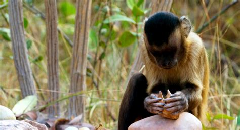 Image result for Fascinating Behavior