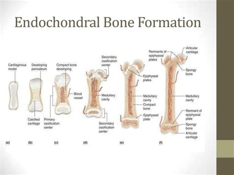 Image result for Bone Development