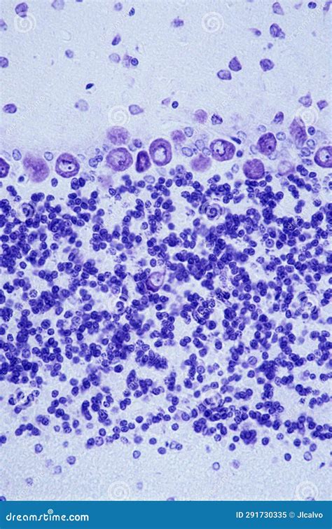 Image result for Cell Cortex