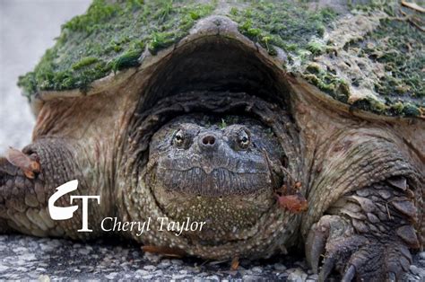 Image result for Michigan Snapping Turtle