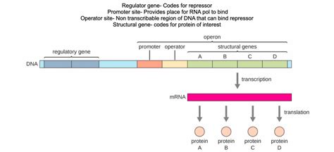 Image result for Operon vs Operator