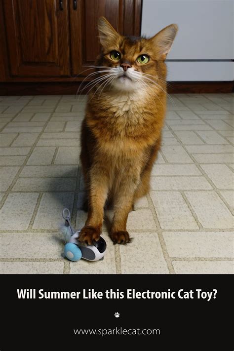 Image result for Remote Control Cat Sounds