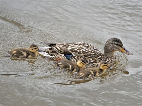 Image result for Spring Ducklings