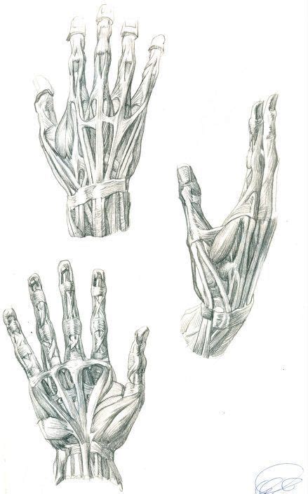 Image result for Hand Structure Drawing