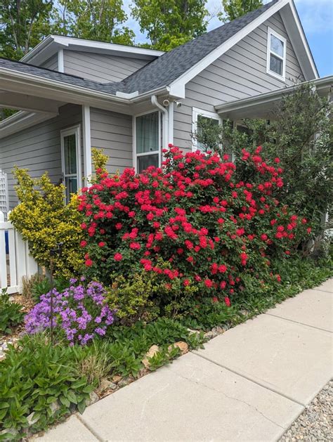 Image result for Pruning Knockout Roses for Spring