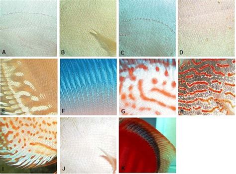 Image result for Discus Colors