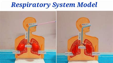 Image result for Respiratory System Science Project