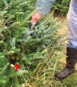 Image result for Rust On Fir Tree Trunk