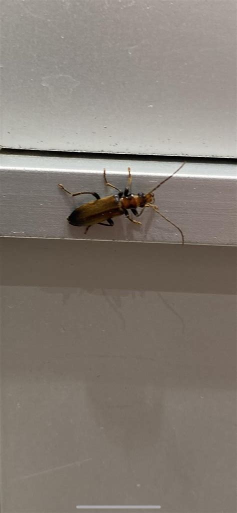 Image result for Cockroach Ontario