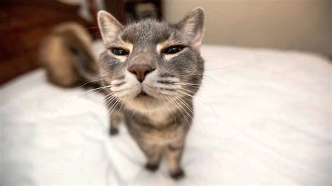 Image result for Grumpy Cat Humor