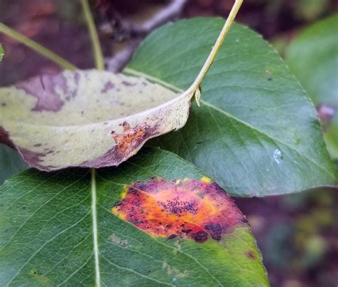 Image result for Pear Tree Trellis Rust