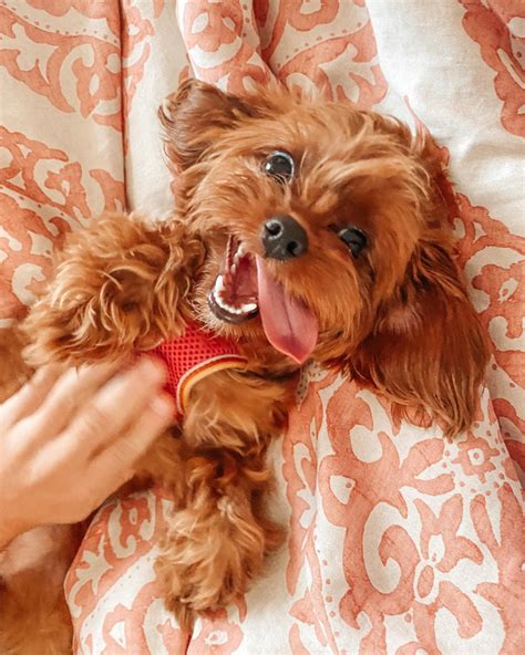 Image result for Red and White Cavapoo