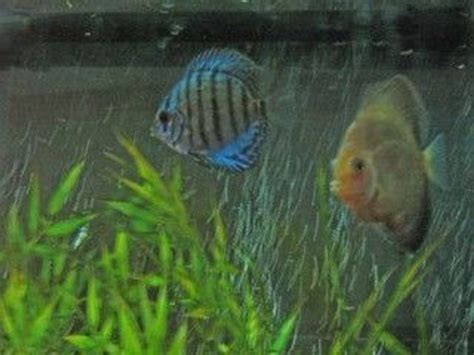 Image result for Royal Blue Discus
