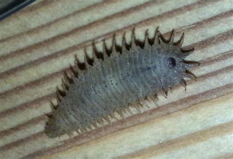 Image result for Bot Fly Larvae Removal