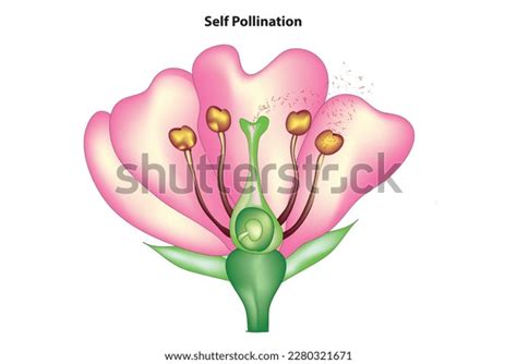 Diagram Self Pollination Royalty-Free Images, Stock Photos & Pictures ...