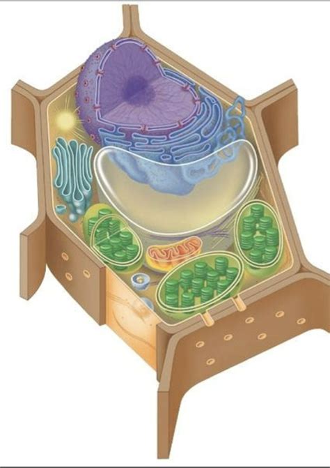 plant cell structure Diagram | Quizlet